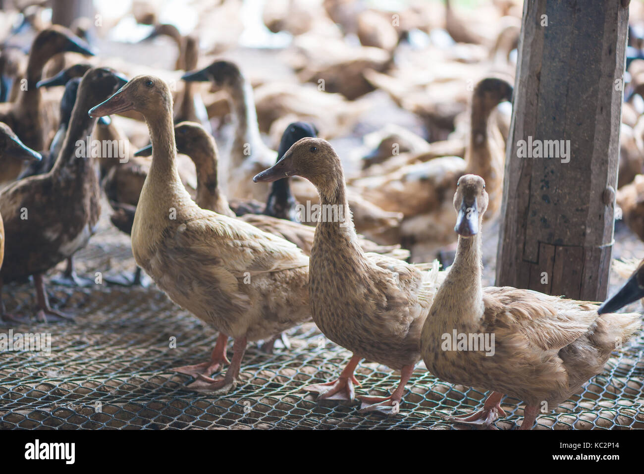 Group of ducks in farm, traditional farming in Thailand, animal farm ...