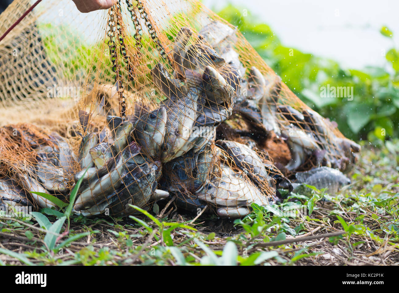 Fish in fishing net on the ground. animal Stock Photo - Alamy