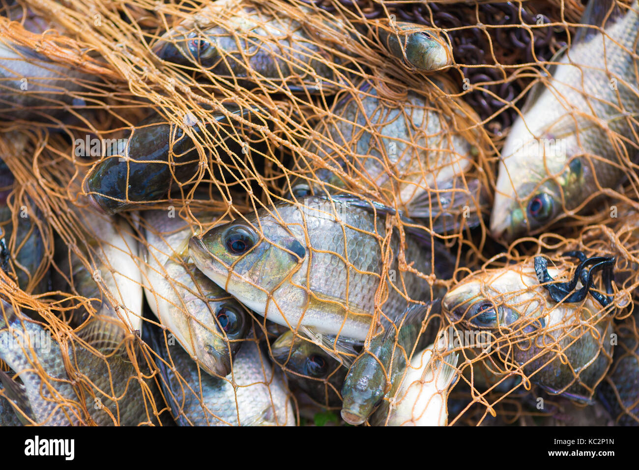 Fish in fishing net on the ground. animal Stock Photo - Alamy
