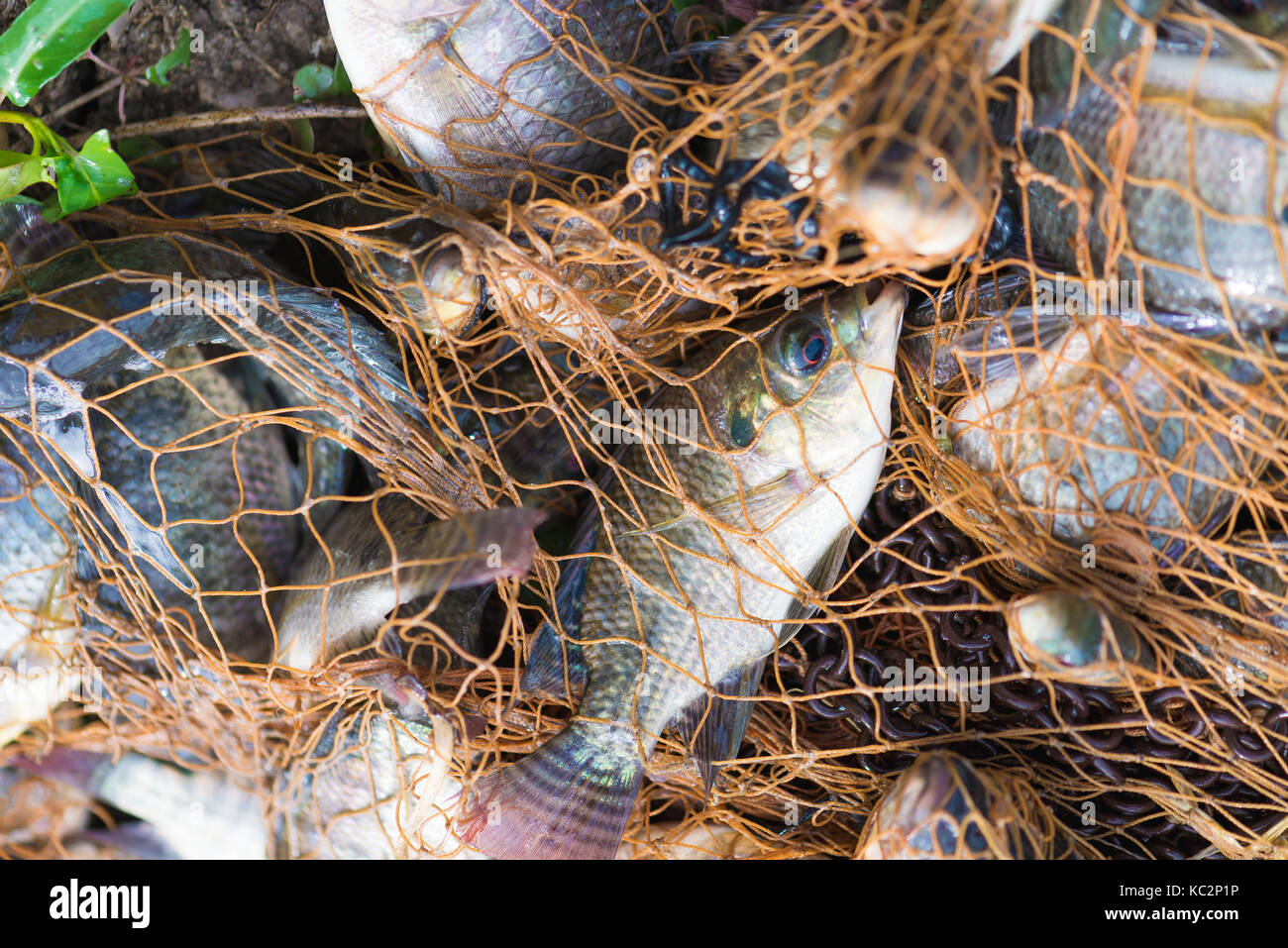 Fish in fishing net on the ground. animal Stock Photo - Alamy