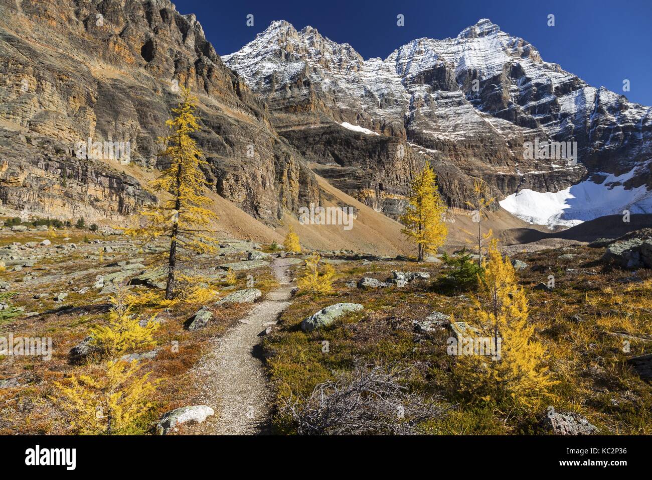 Golden Yellow Larch Trees Snowy Rocky Mountain Peak and Hiking Trail in ...
