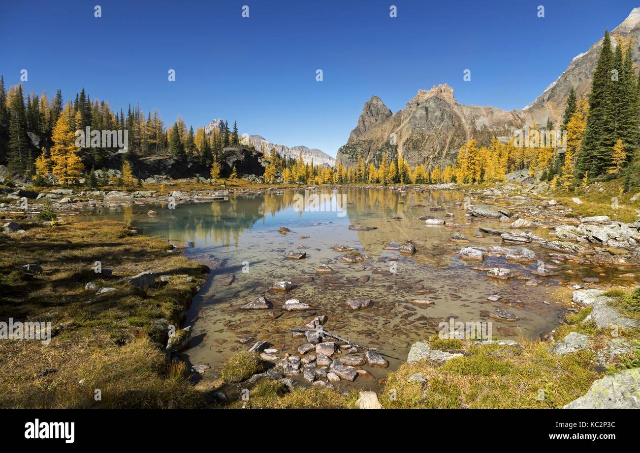 Autumn Mountain Landscape Yoho National Park. Treelined Alpine Tarn ...
