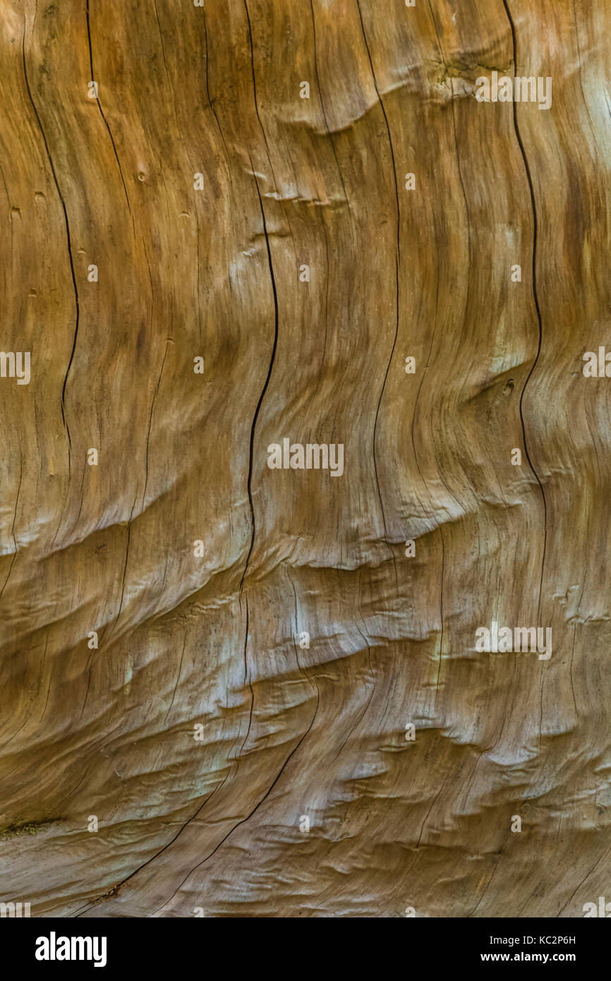 Grain of a dead tree along Hoh River Trail to Blue Glacier, Olympic ...