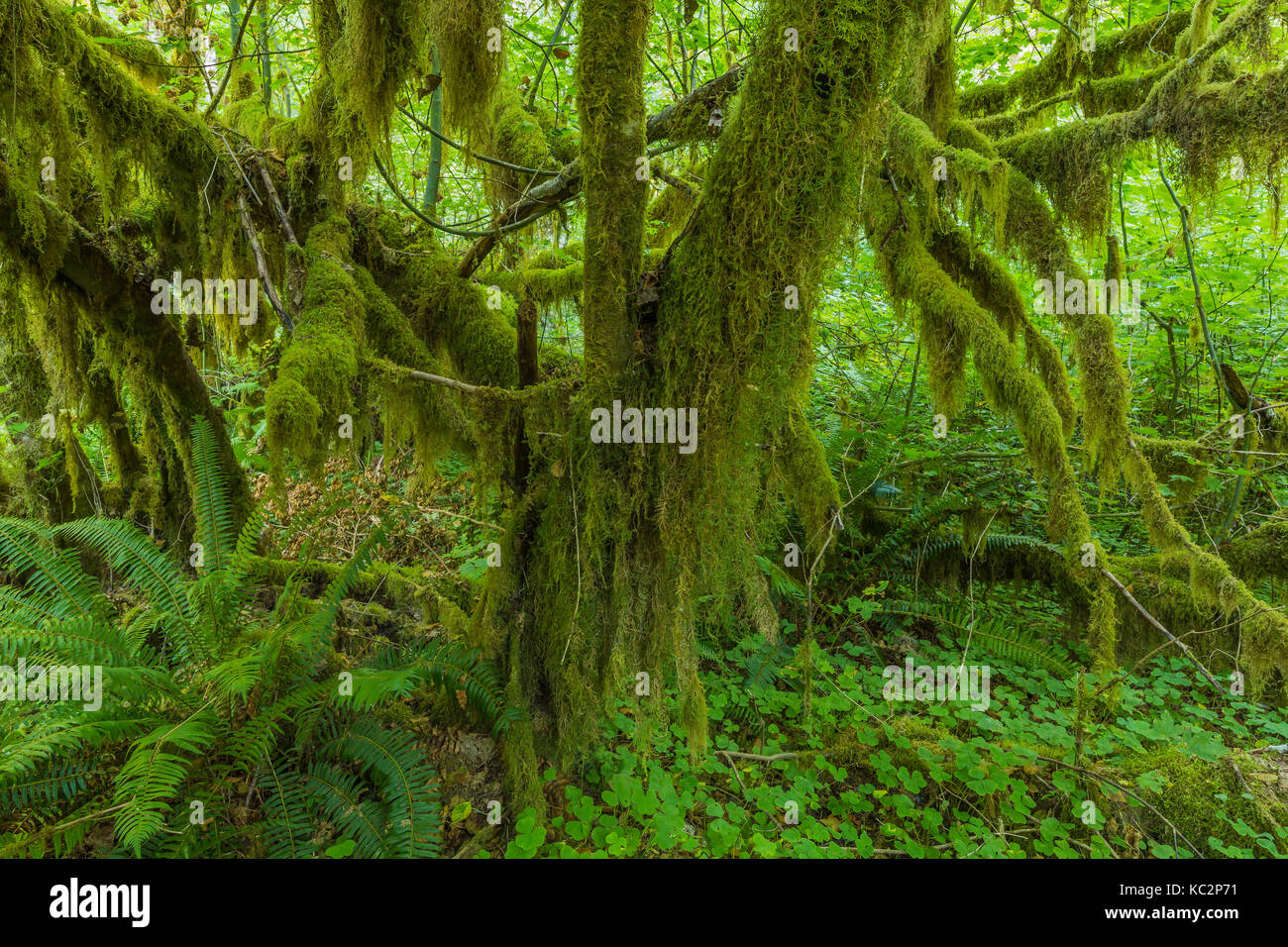 Hoh river at hoh rain forest in washington hi-res stock photography and ...