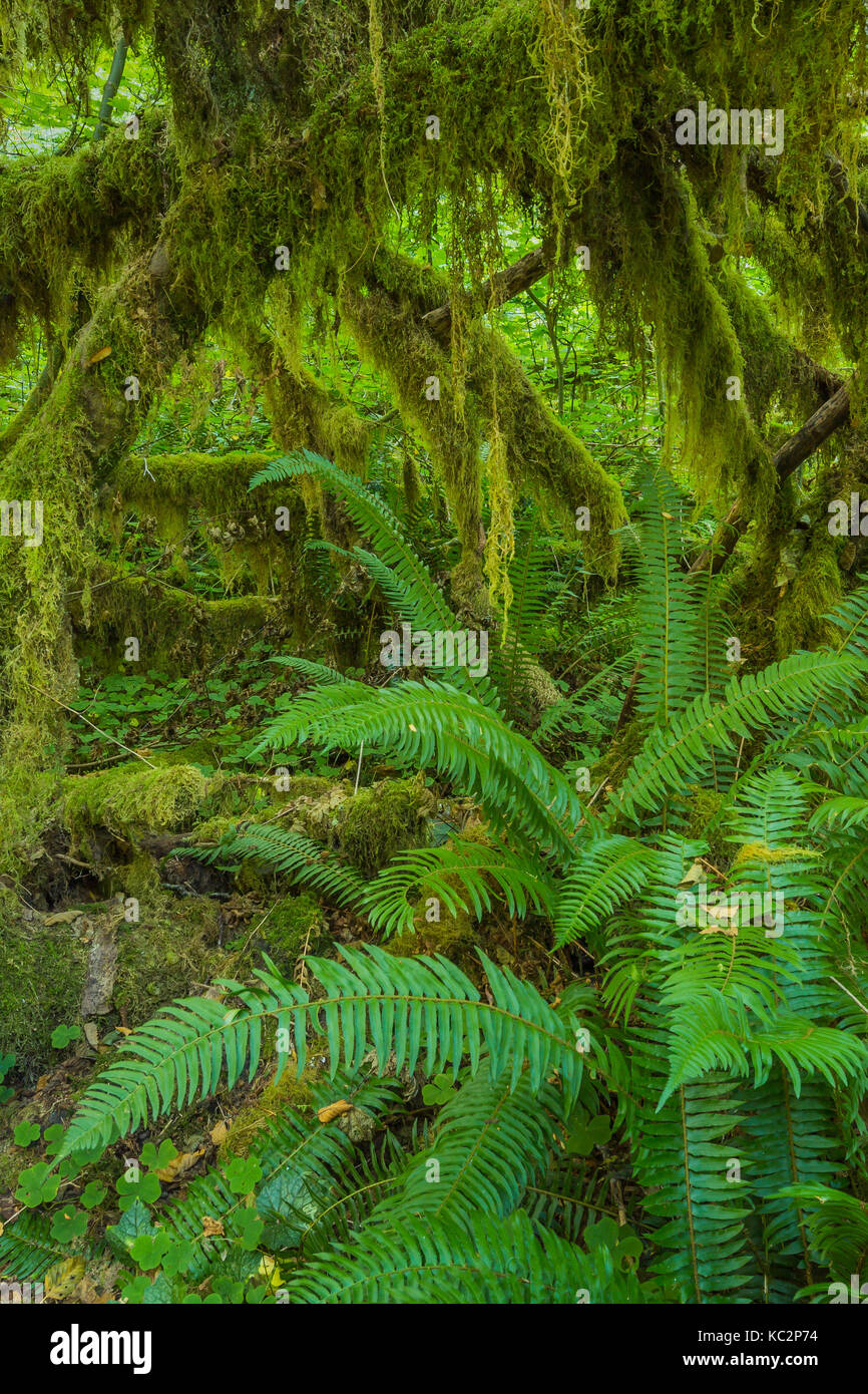 Vine maple tree hi-res stock photography and images - Alamy