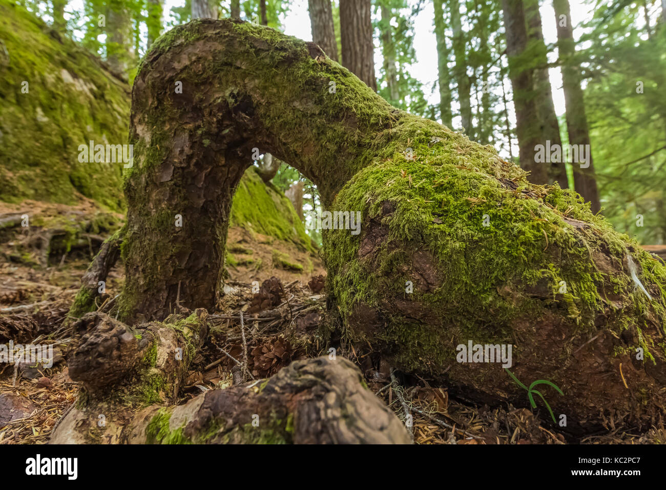 Western Hemlock root along Hoh River Trail to Blue Glacier, Olympic ...