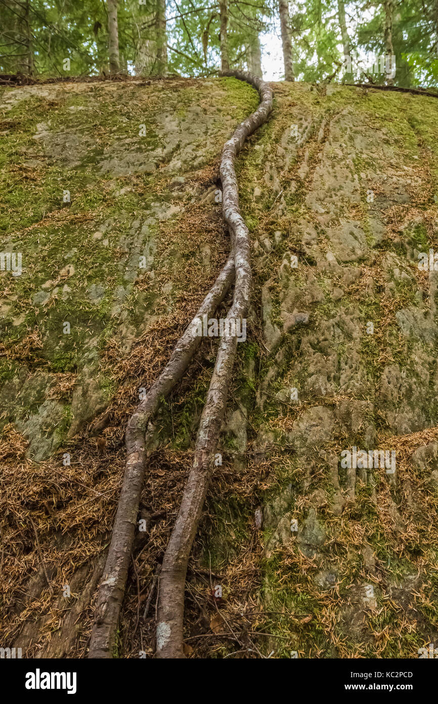 Hemlock Log High Resolution Stock Photography and Images - Alamy