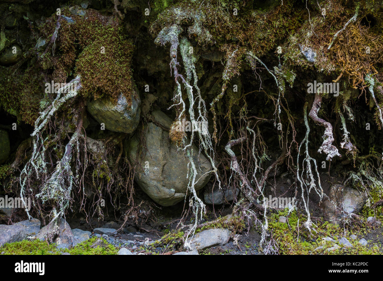 Exposed tree roots along Hoh River Trail to Blue Glacier, Olympic ...