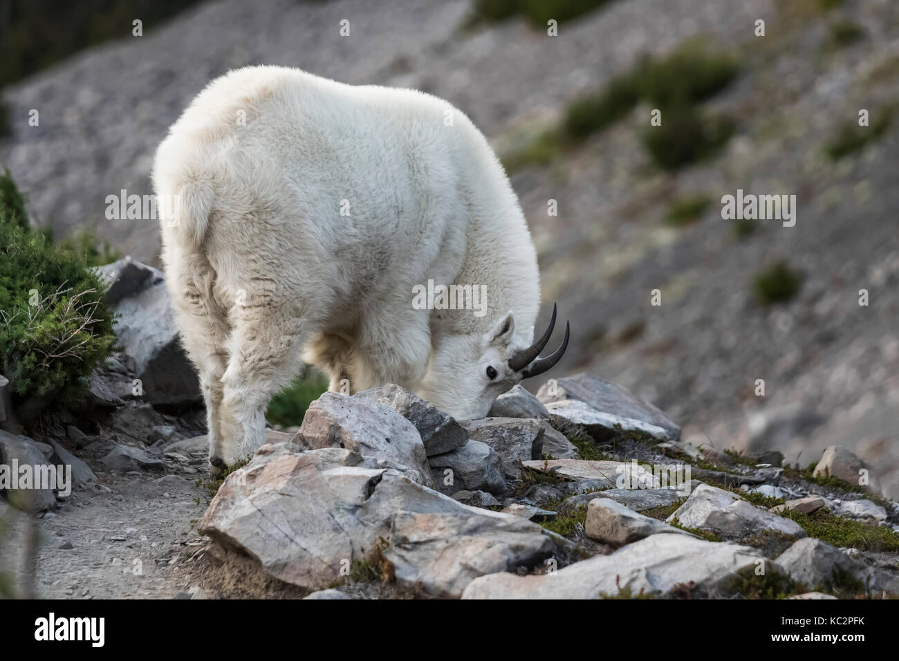 Mountain Goat, Oreamnos americanus, feeding along the moraine high ...