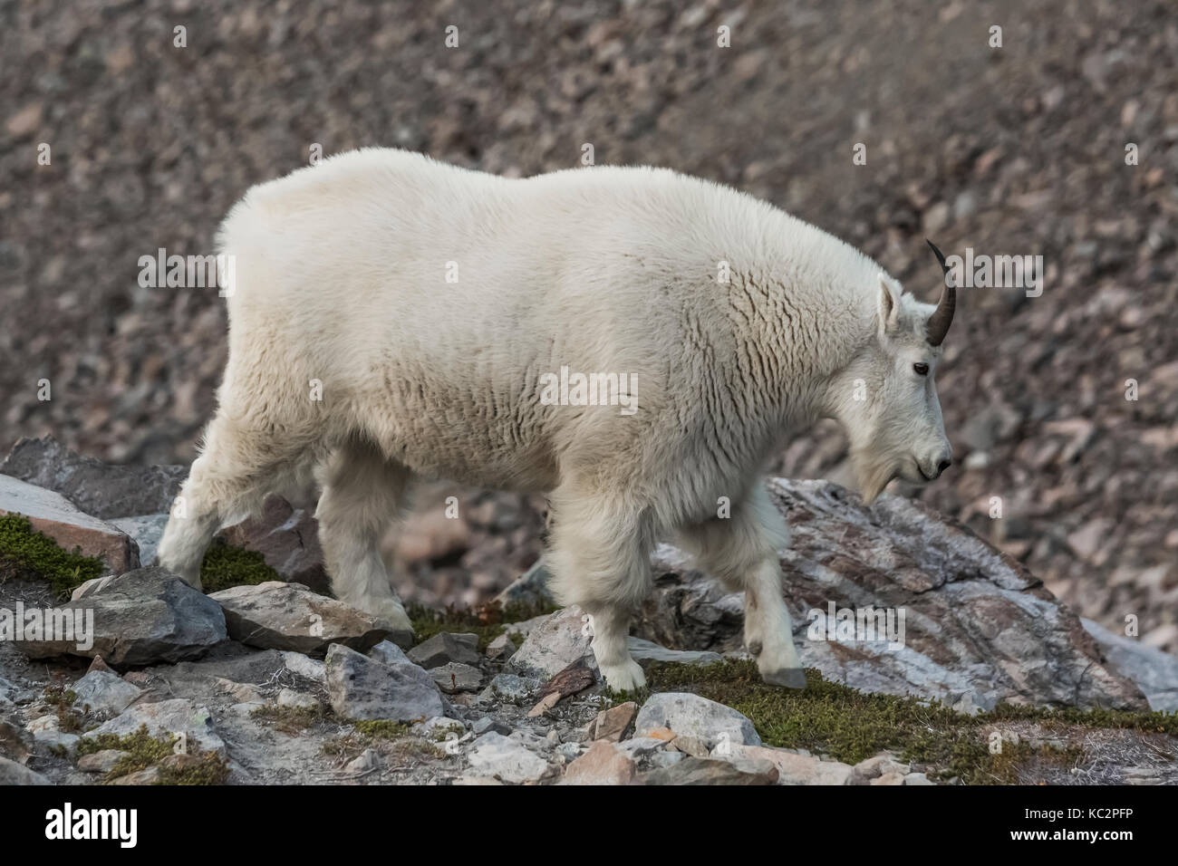 Mountain Goat, Oreamnos americanus, feeding along the moraine high ...