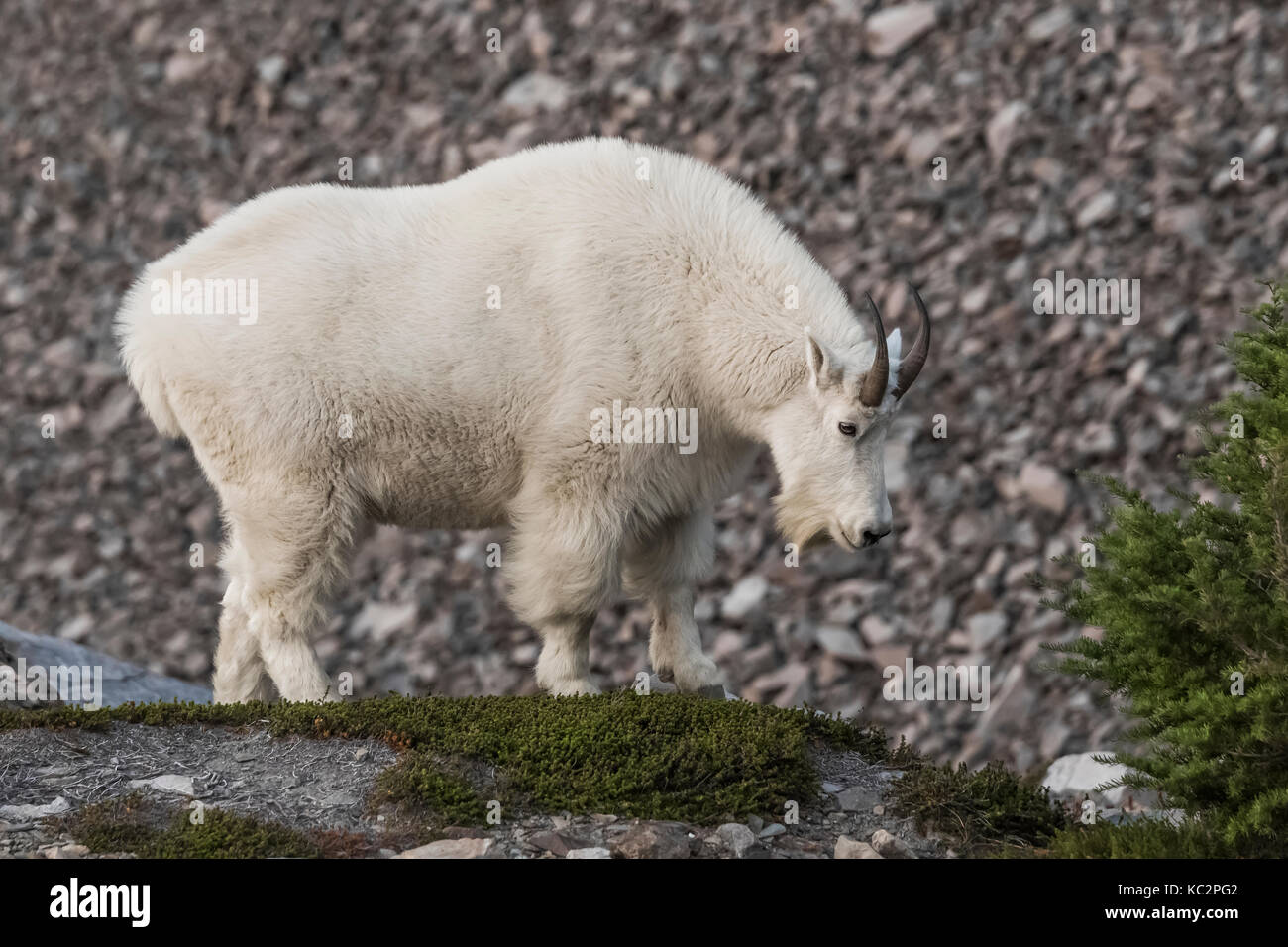 Washington State Mountain Goat Oreamnos High Resolution Stock ...
