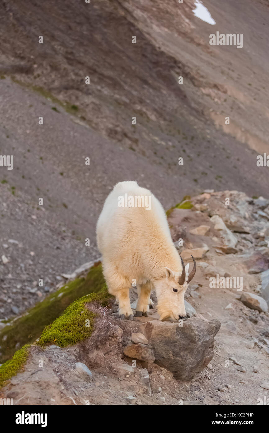 Mountain Goat, Oreamnos americanus, feeding along the moraine high ...