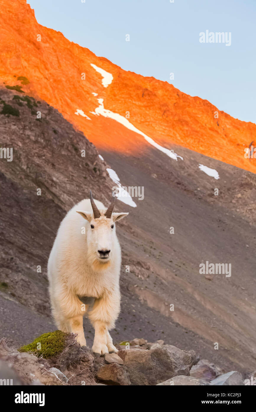 Mountain Goat, Oreamnos americanus, at sunset along the moraine high ...