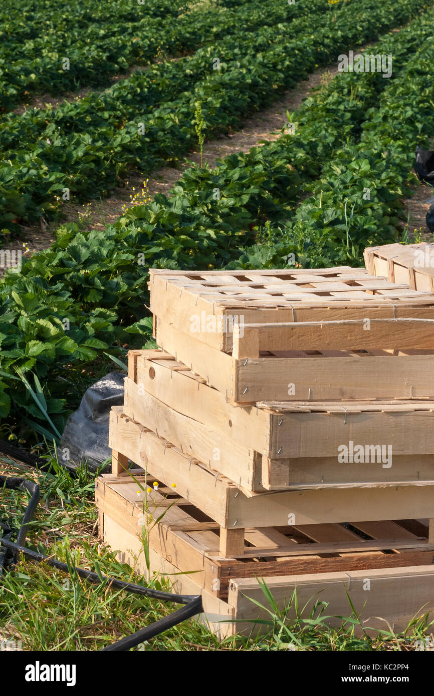 wooden crates piled next to a field Stock Photo - Alamy