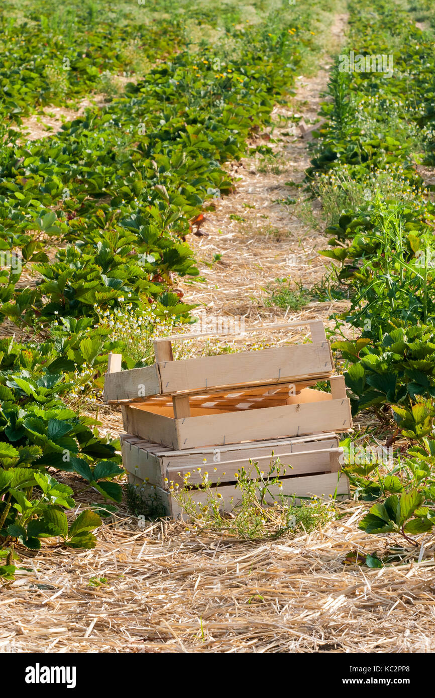 wooden crates piled next to a field Stock Photo - Alamy