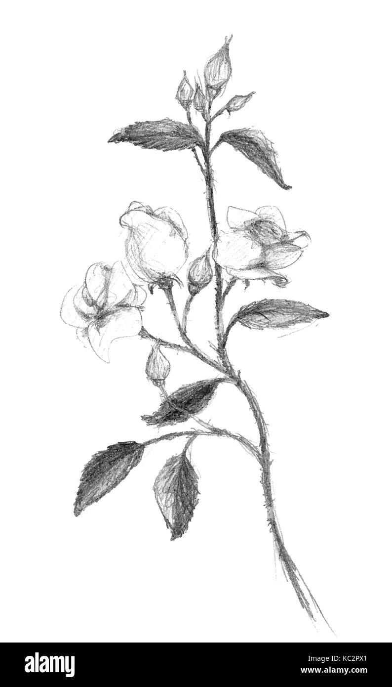 Sketched pencil illustration or rose branch Stock Vector Image & Art ...