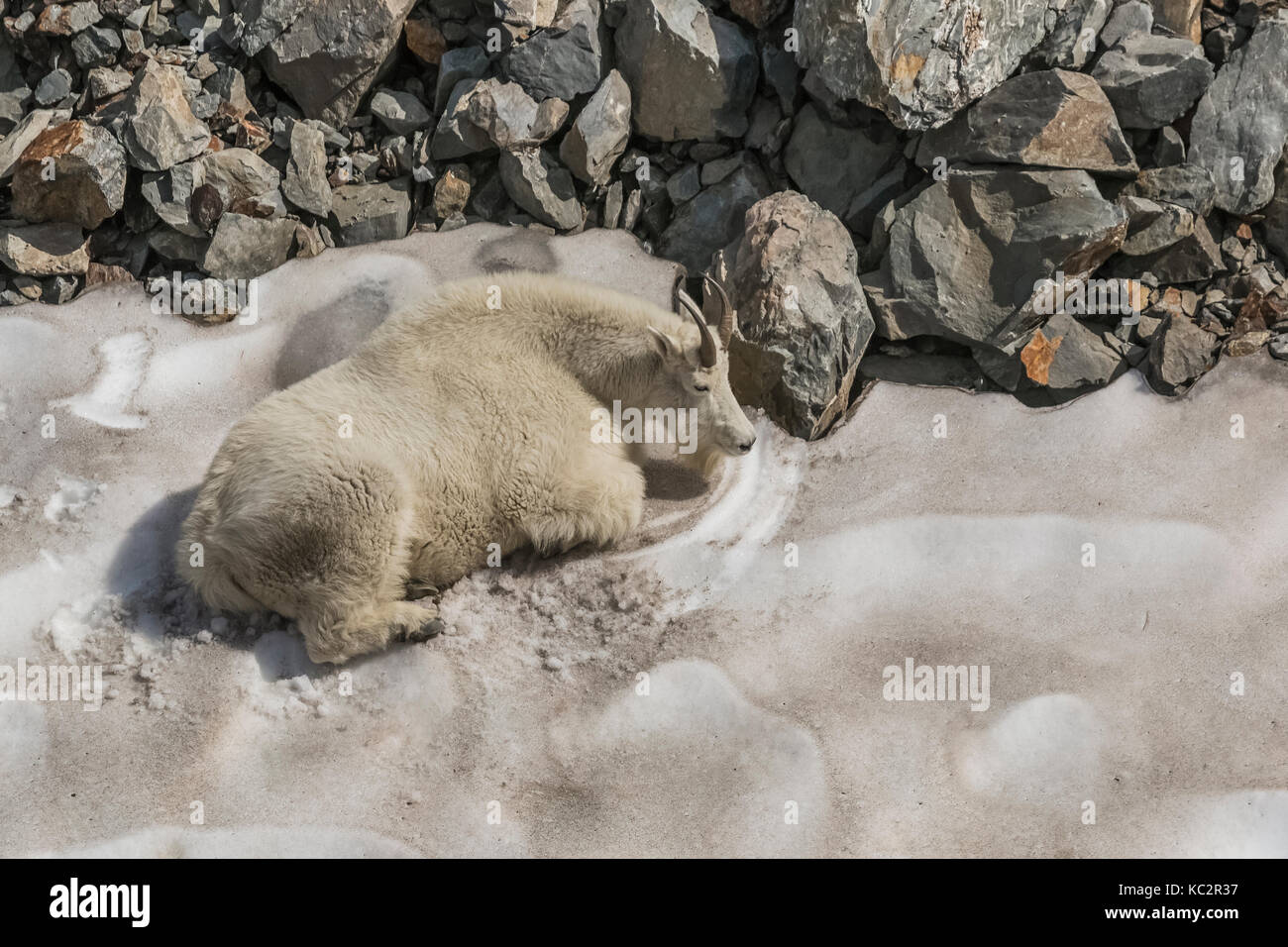 Goat chewing cud hi-res stock photography and images - Alamy