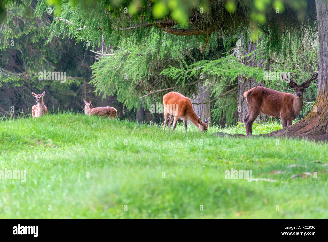 Italy, Trentino Alto Adige, Paneveggio nature park, Red deer Stock ...
