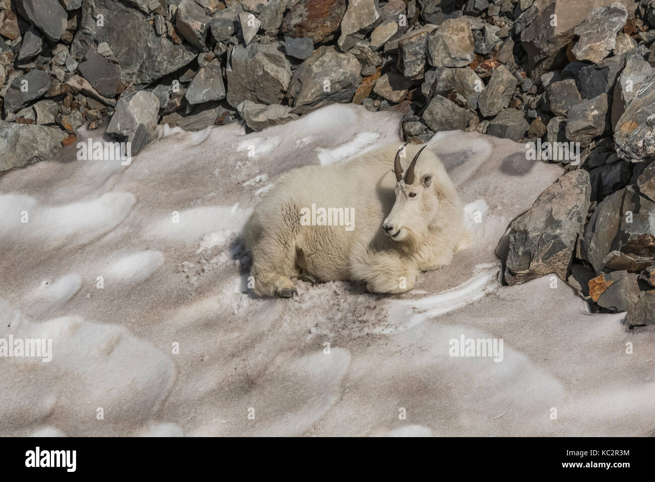 Goat chewing cud hi-res stock photography and images - Alamy