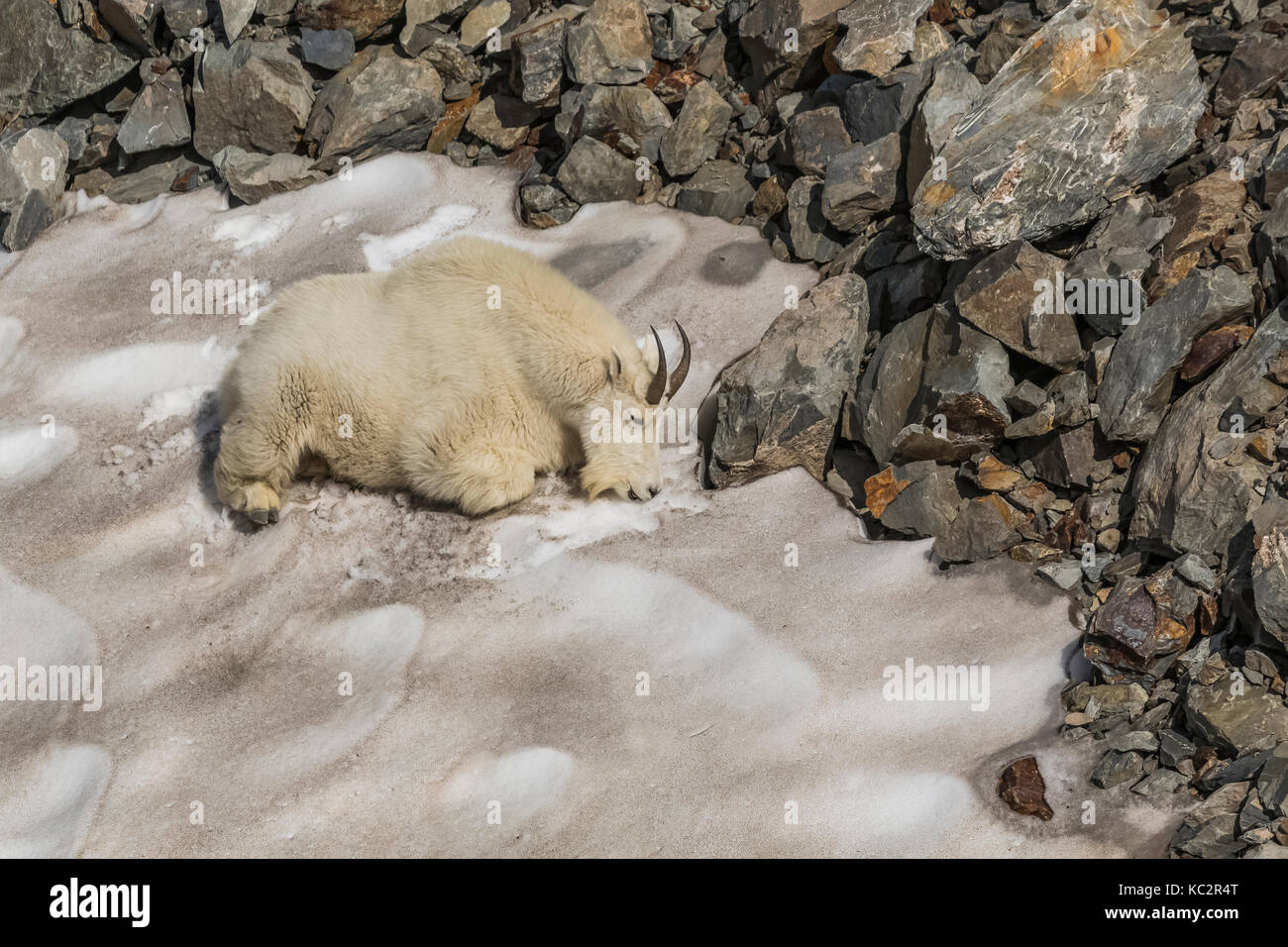Mountain Goat, Oreamnos americanus, resting on a remnant snowbank on a ...