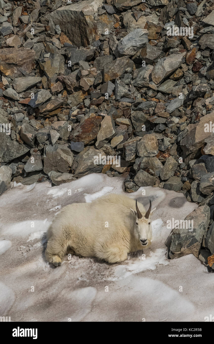 Goat chewing cud hi-res stock photography and images - Alamy