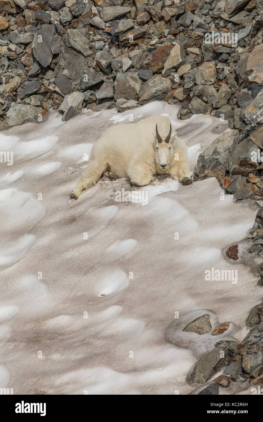 Goat chewing cud hi-res stock photography and images - Alamy