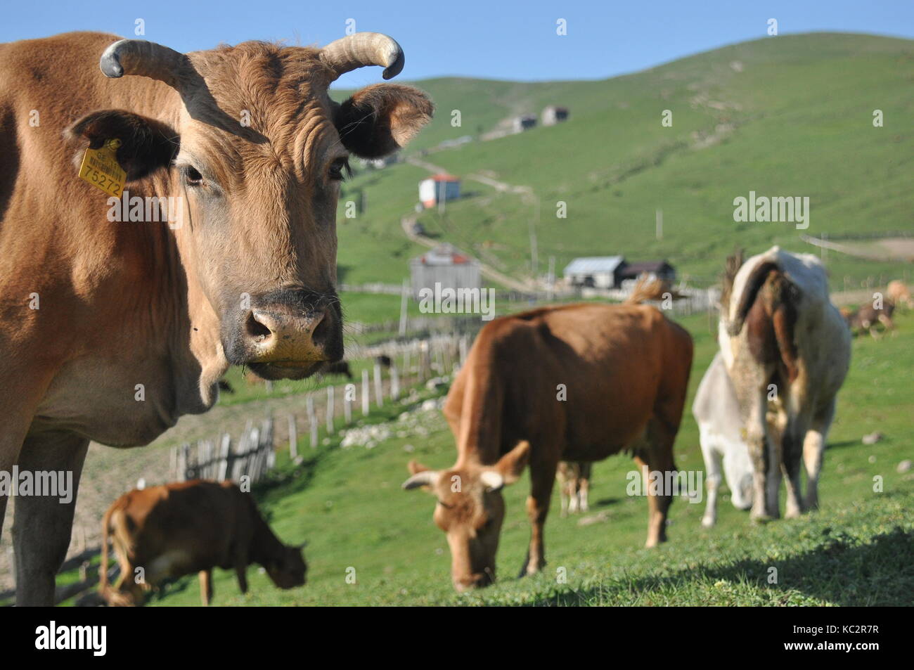 Grazing cows in Georgia. Lesser Caucasus. Seasonal village high in the ...