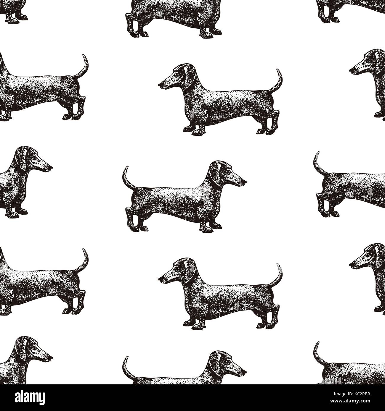 Seamless vector pattern with dogs. Vector illustration of dachshund ...
