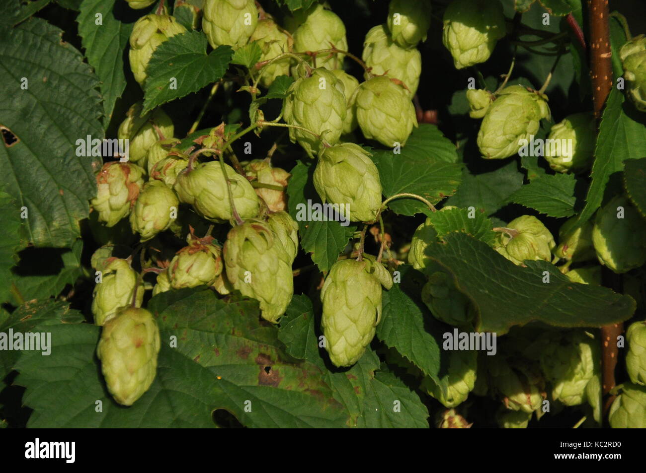 Ripening in the sun hops. Product for beer production Stock Photo - Alamy