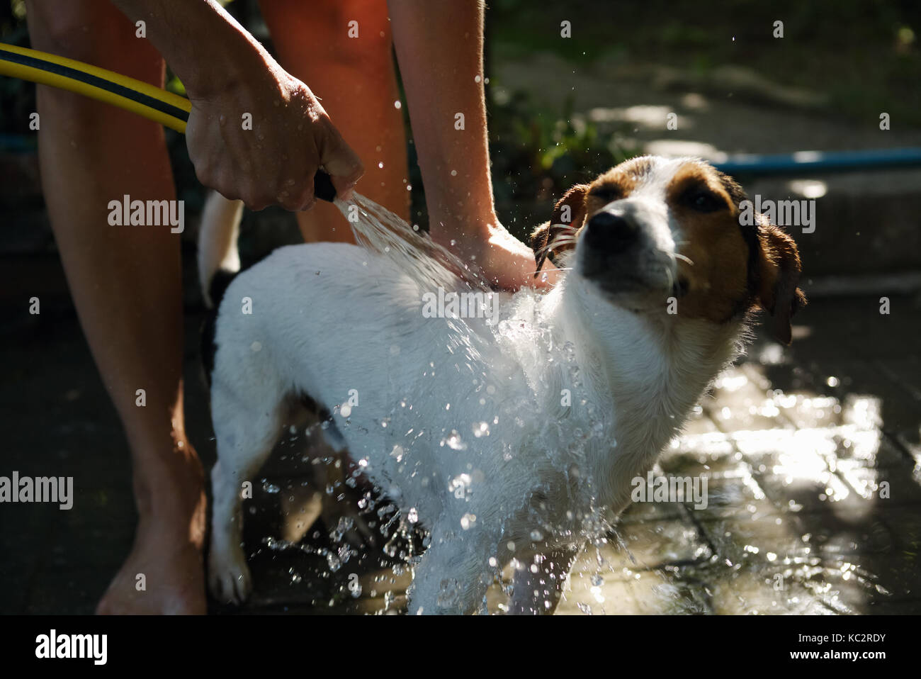 Woman bathing dog outside Stock Photo - Alamy