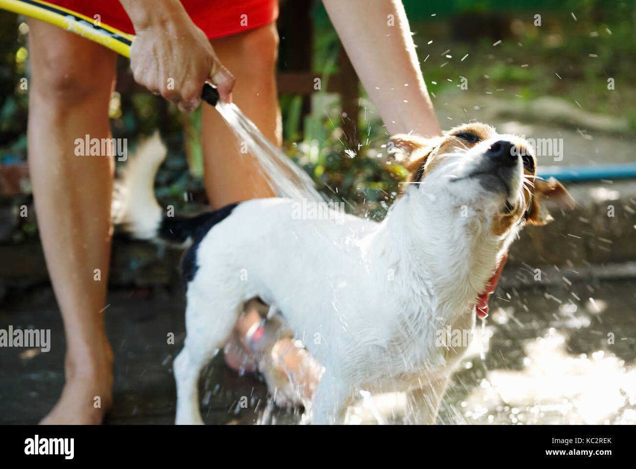 Woman bathing dog outside Stock Photo - Alamy