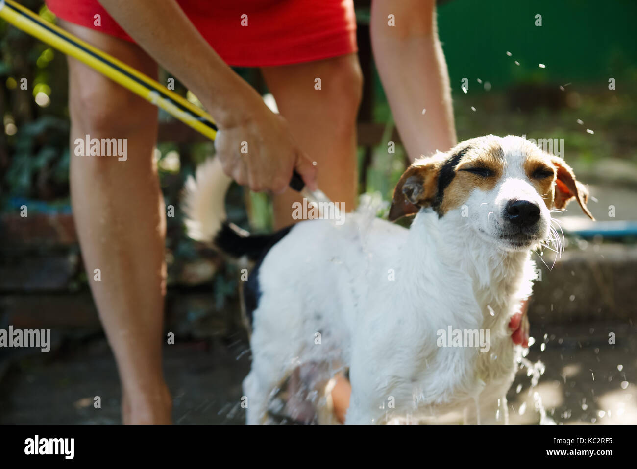 Woman bathing dog outside Stock Photo - Alamy