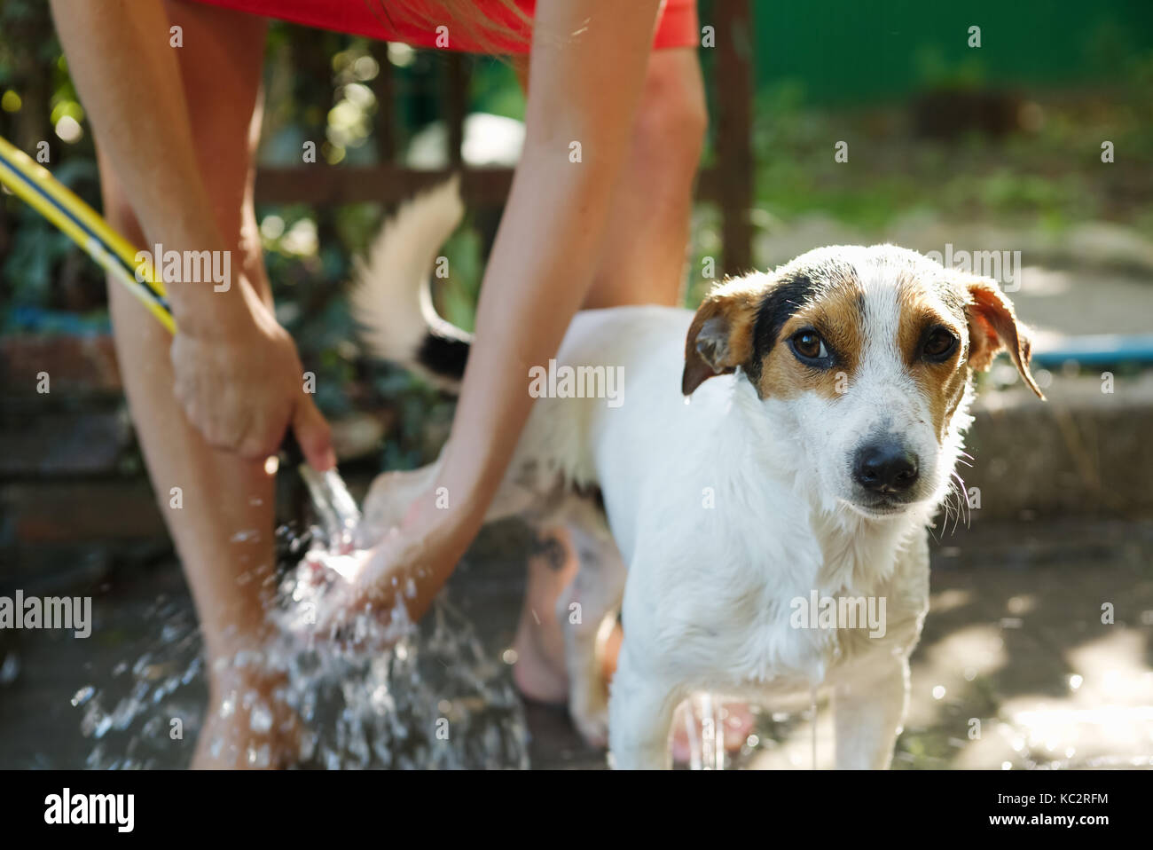 Woman bathing dog outside Stock Photo - Alamy