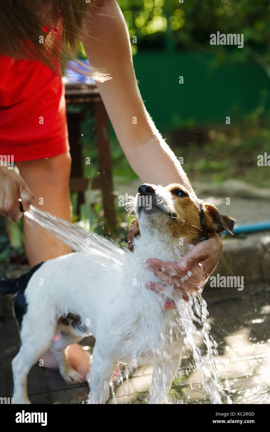 Woman bathing dog outside Stock Photo - Alamy