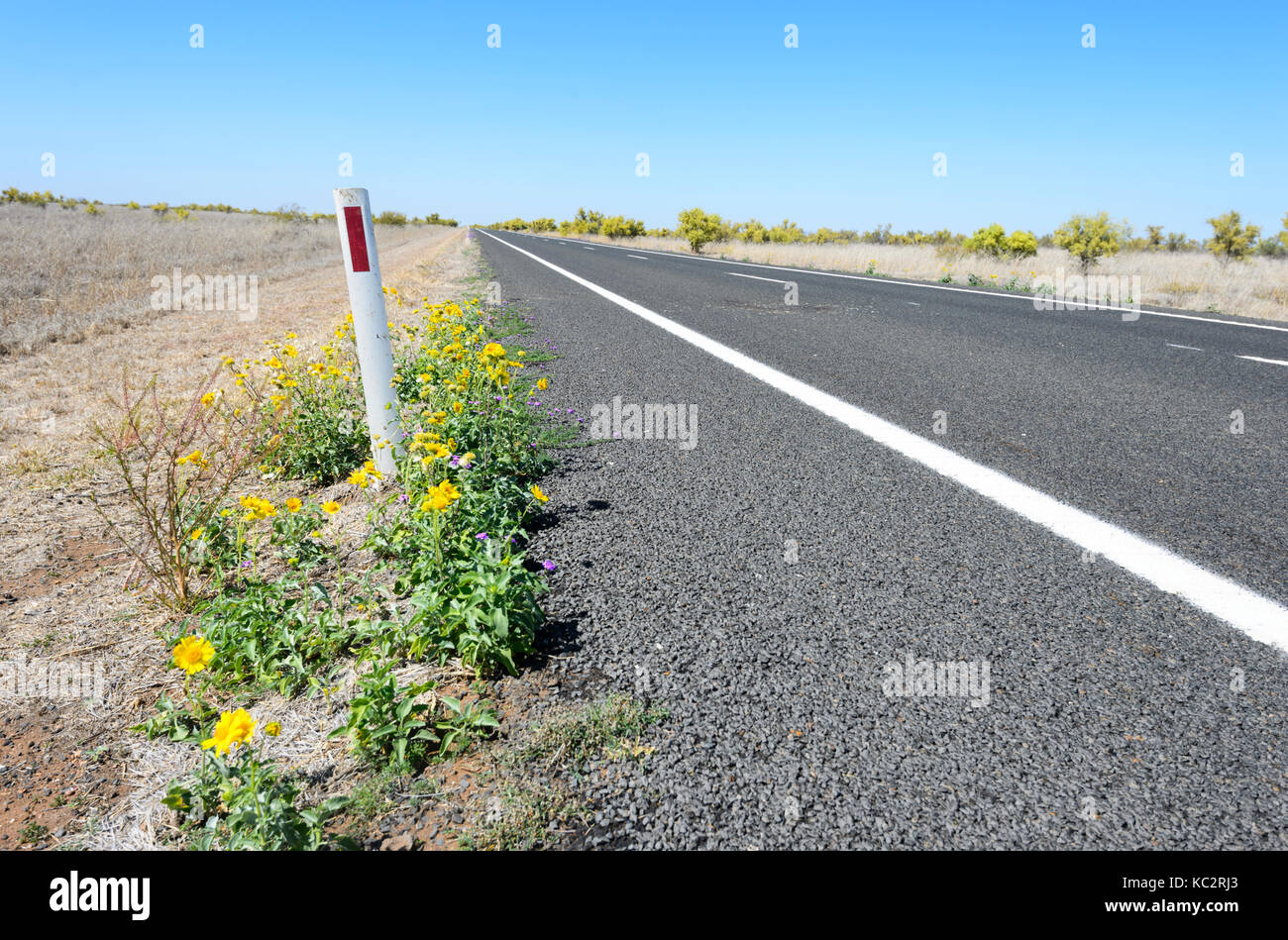 Wildflowers in Spring along the Matilda Highway near Charleville ...