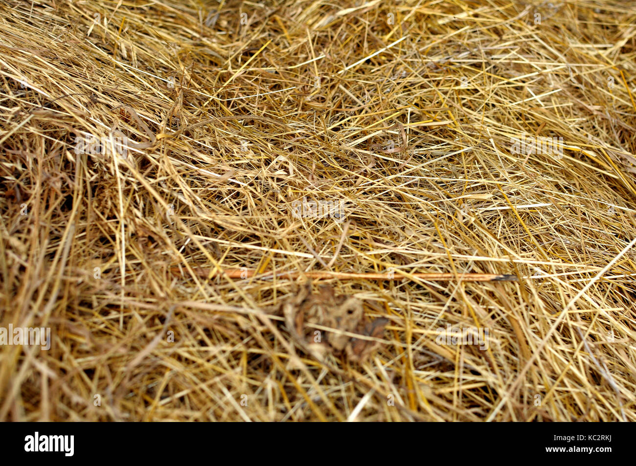 Texture of dry yellow hay, dry grass background close up Stock Photo ...