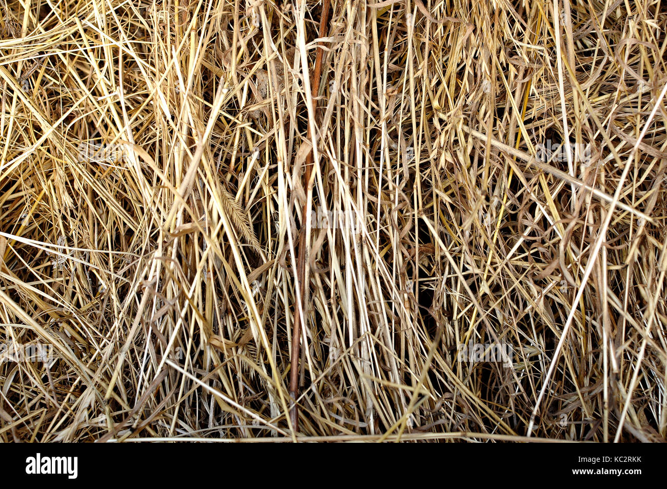 Texture of dry yellow hay, dry grass background close up Stock Photo ...