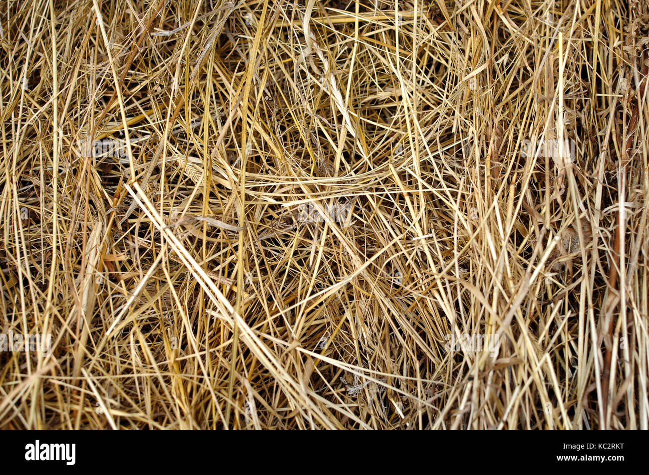 Texture of dry yellow hay, dry grass background close up Stock Photo ...