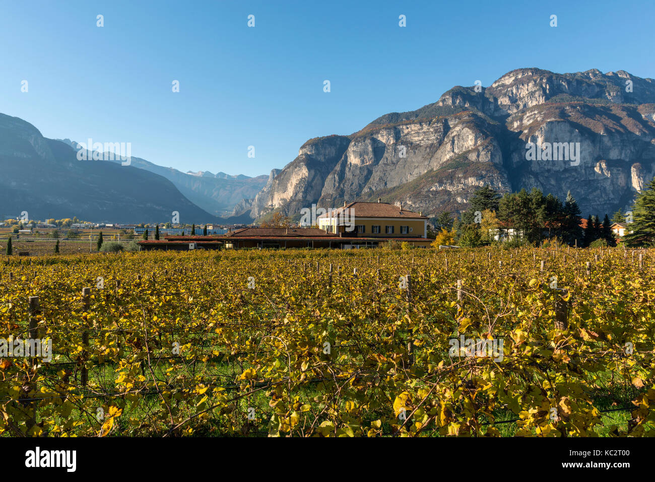 Italy, Trentino Alto Adige, vineyards in autumn on Adige valley Stock ...