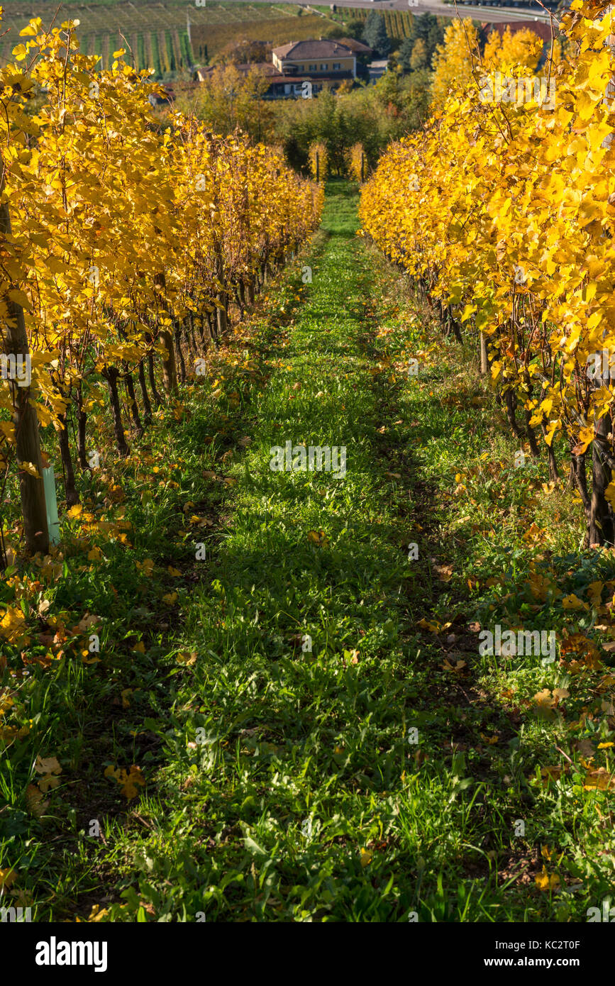 Italy, Trentino Alto Adige, vineyards in autumn on Adige valley Stock ...