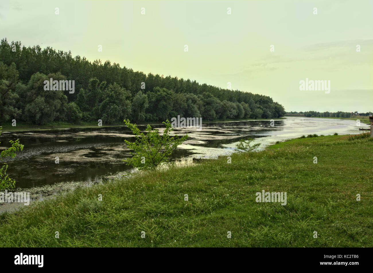 Branch of Danube and forest at other side of the river Stock Photo - Alamy