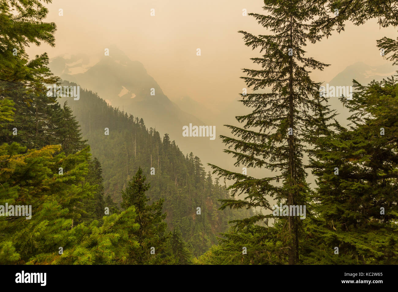 Forest fire smoke blown in from regional fires along the Hoh River ...