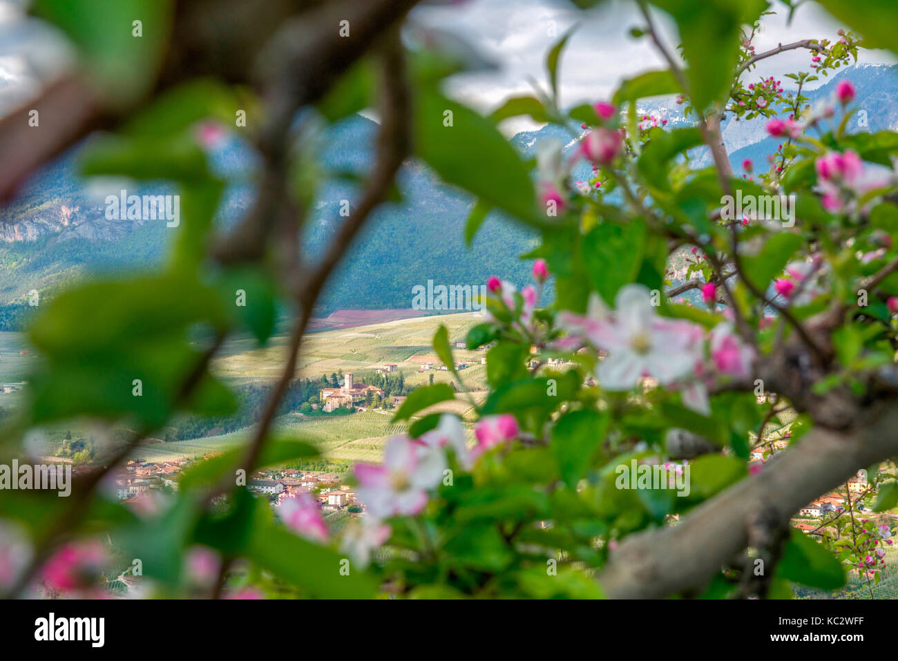 Apple blossom in valer castle hi-res stock photography and images - Alamy