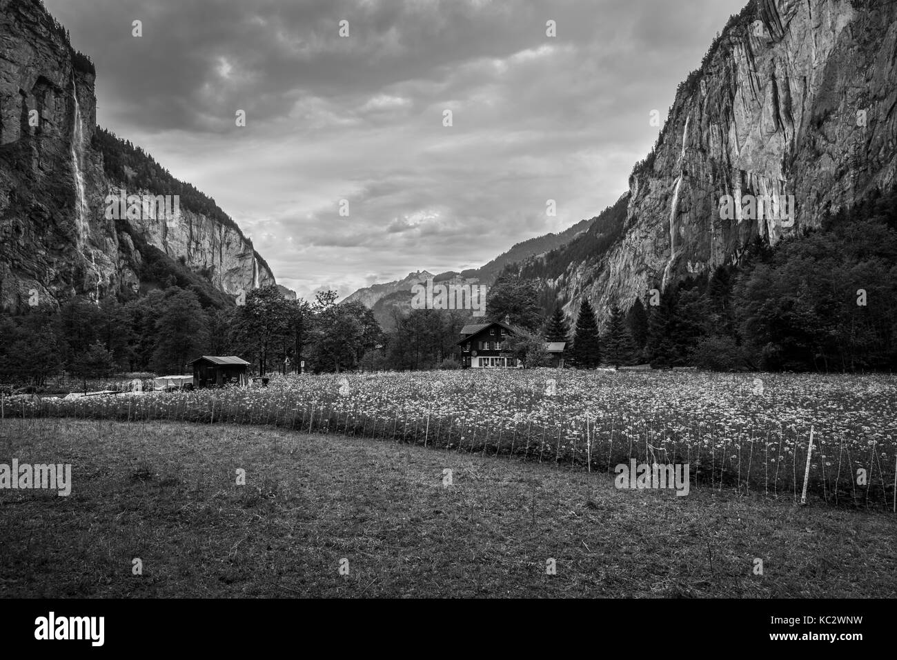 The traditional chalet on field & meadow flowers in overcast spring day ...