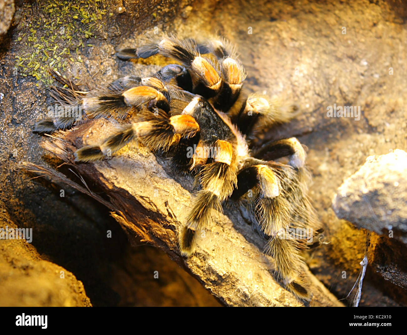 Tarantula eyes hi-res stock photography and images - Alamy