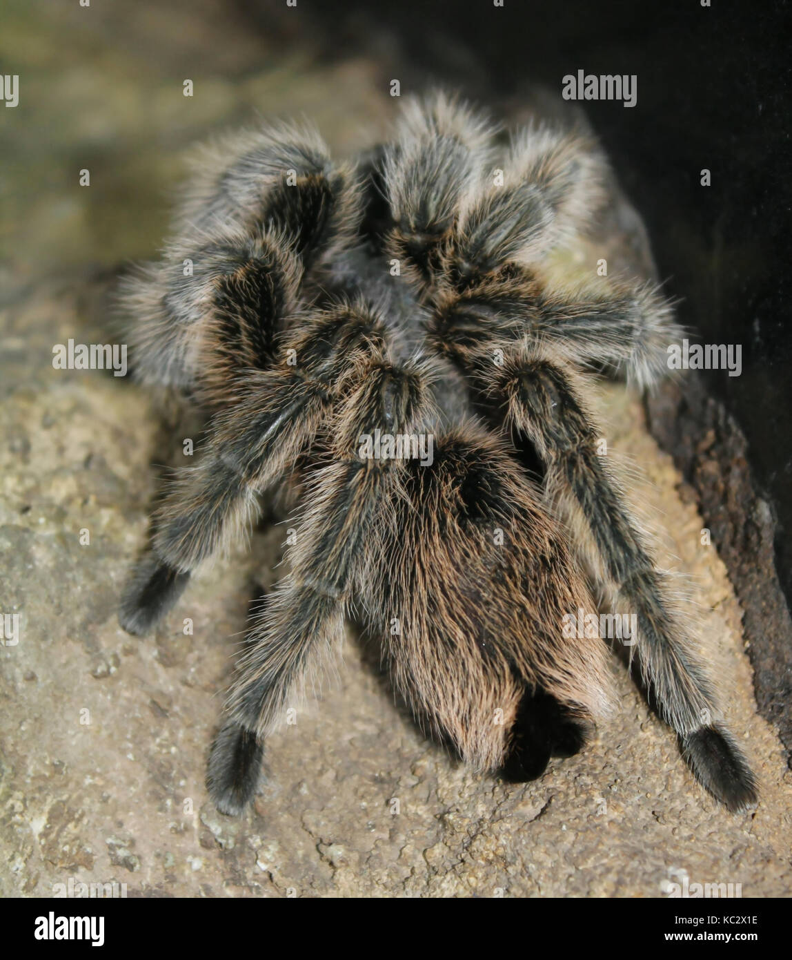 Large arachnids hi-res stock photography and images - Alamy