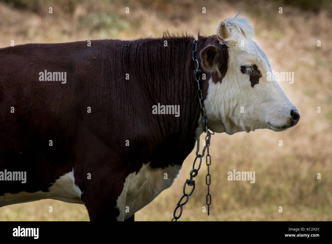 Organic bull hi-res stock photography and images - Alamy
