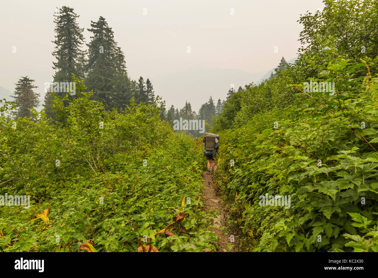 Slide alder thicket along Hoh River Trail to Blue Glacier, Olympic ...