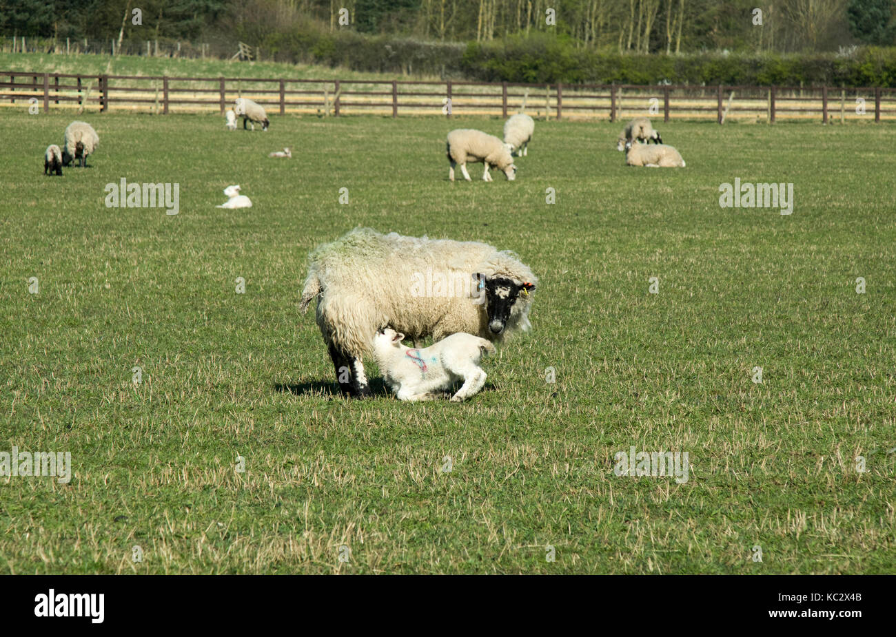 New lamb with ewe Stock Photo - Alamy