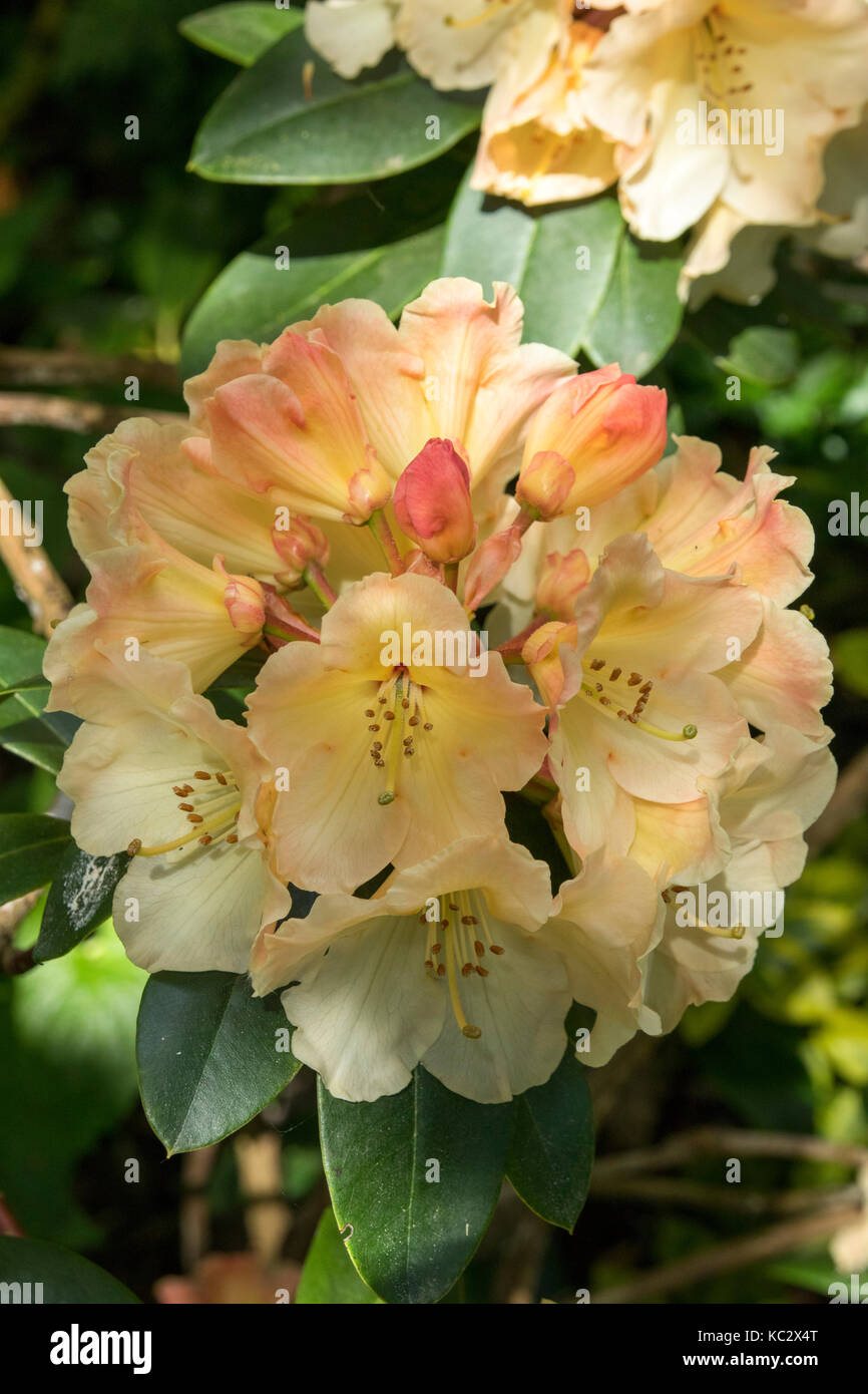 Yellow rhododendron flower hi-res stock photography and images - Alamy